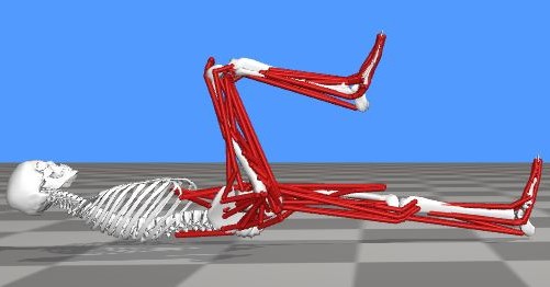 Knee to Chest Mobility | Biomechanics Zone