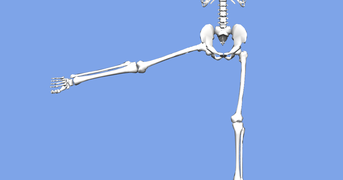 10 Key Lower Body Movement Patterns | Biomechanics Zone